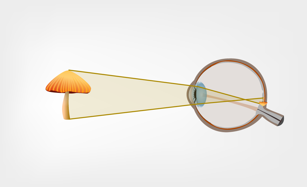 Fizmix: Infografika - Redze un brilles